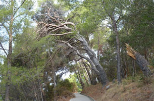 Šuma Dundo i park Komrčar - Portal Hrvatskoga kulturnog vijeća
