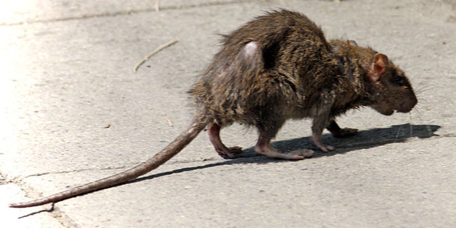 Glodavci na vlasti opstaju proizvodnjom straha - Kamenjar